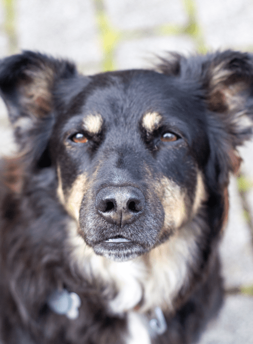 Digital Marketing Agency in Cornwall & London | Peaky Digital