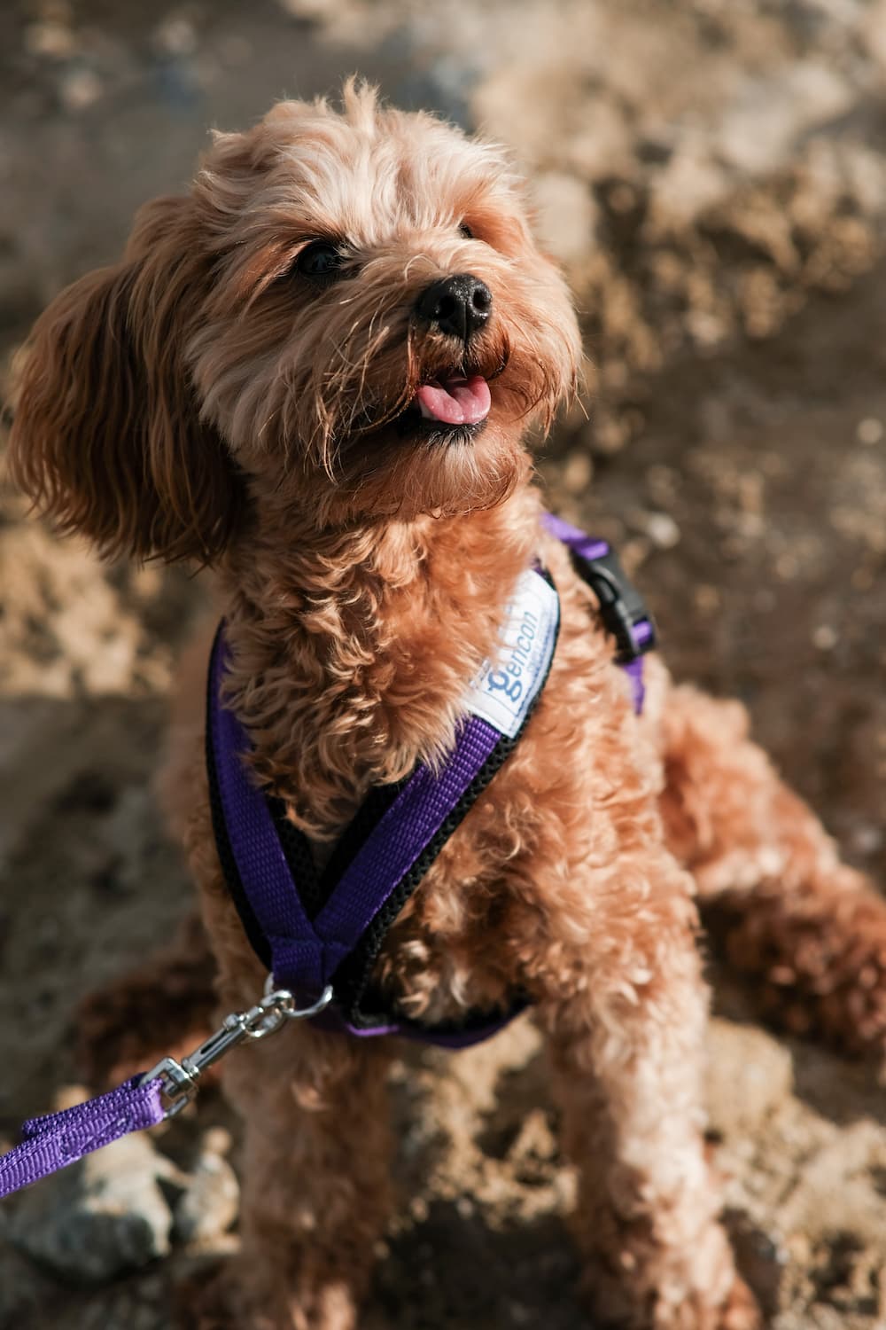 Gencon | Case Studies | Peaky Digital