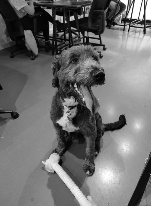 Digital Marketing Agency in Cornwall & Nottingham | Peaky Digital