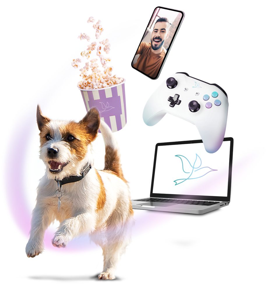 Wildanet | Case Studies | Peaky Digital